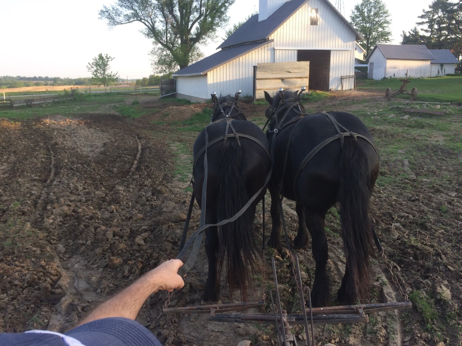 Amish Horses