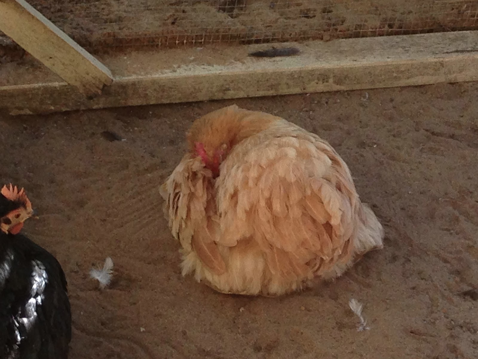 Suburbhen - A Hen in the City: Dermatitis in Chickens