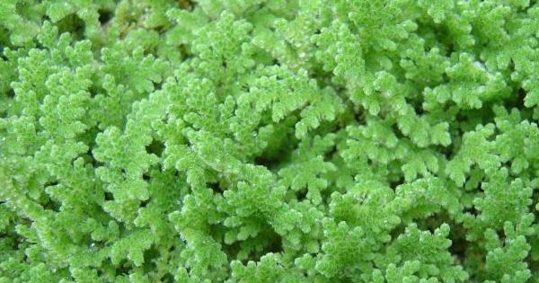What is Azolla?