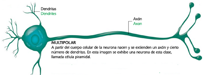 Bases Biológicas de la Conducta: Neuronas y Neuroglias