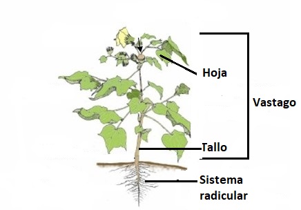 Las Plantas: Nomofilo de Plantas Dicotiledoneas