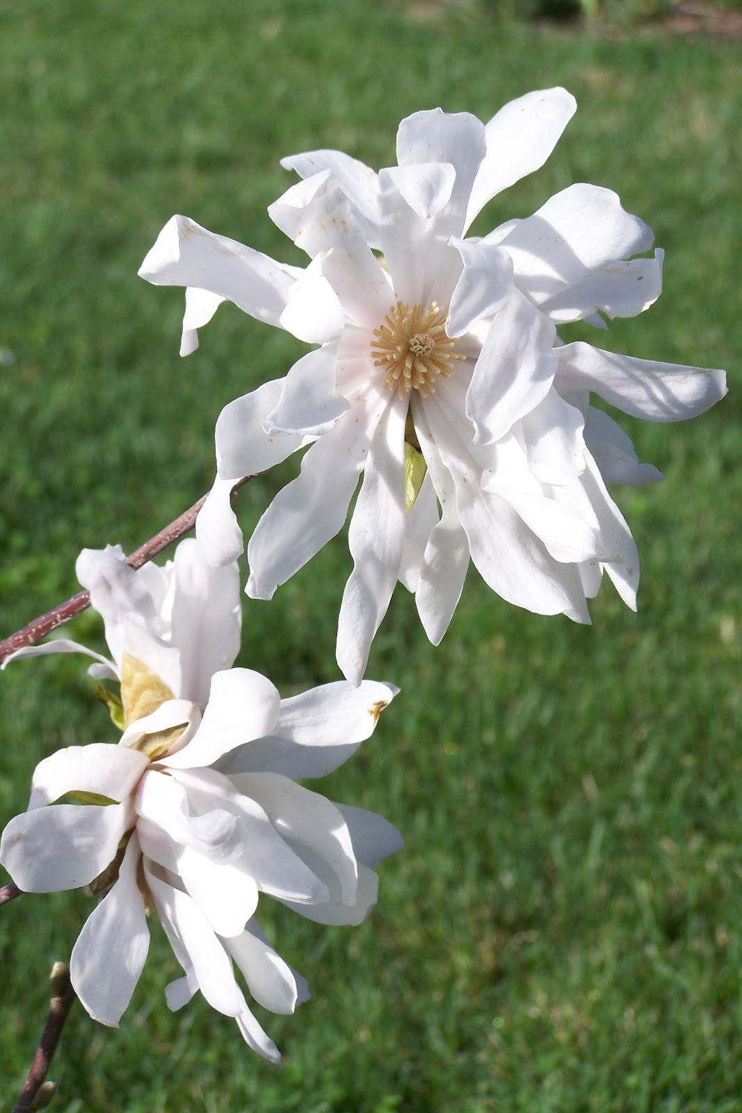 Franklin County (PA) Gardeners: The Star of Spring… Magnolia stellata ...