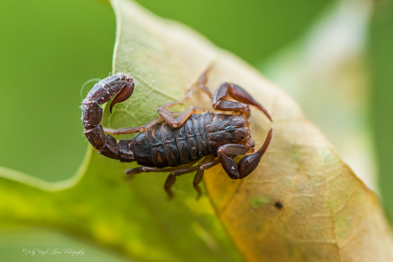 ’Surgery’ on a Southern Devil Scorpion - Seeing Through God's Eyes