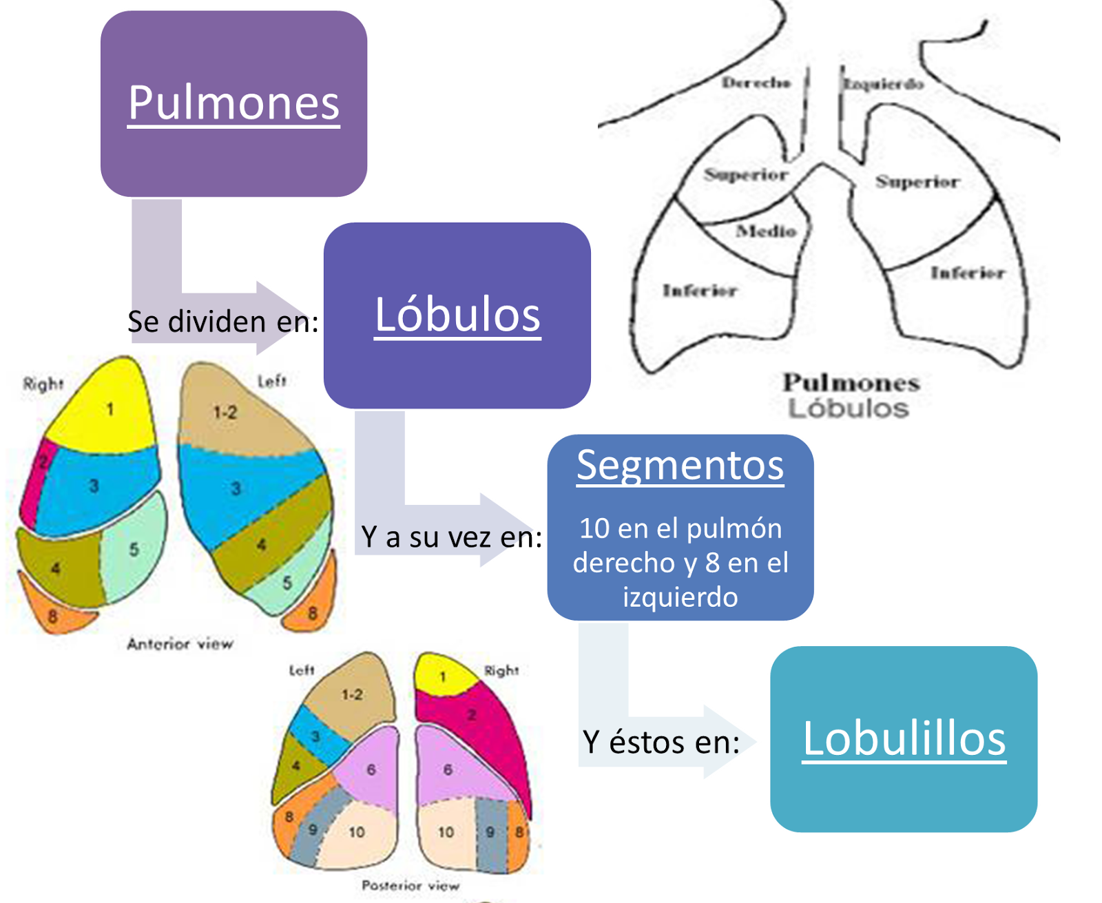 Anthró̱pina Systi̱máto̱n tou Só̱matos: Respiratorio practica 1