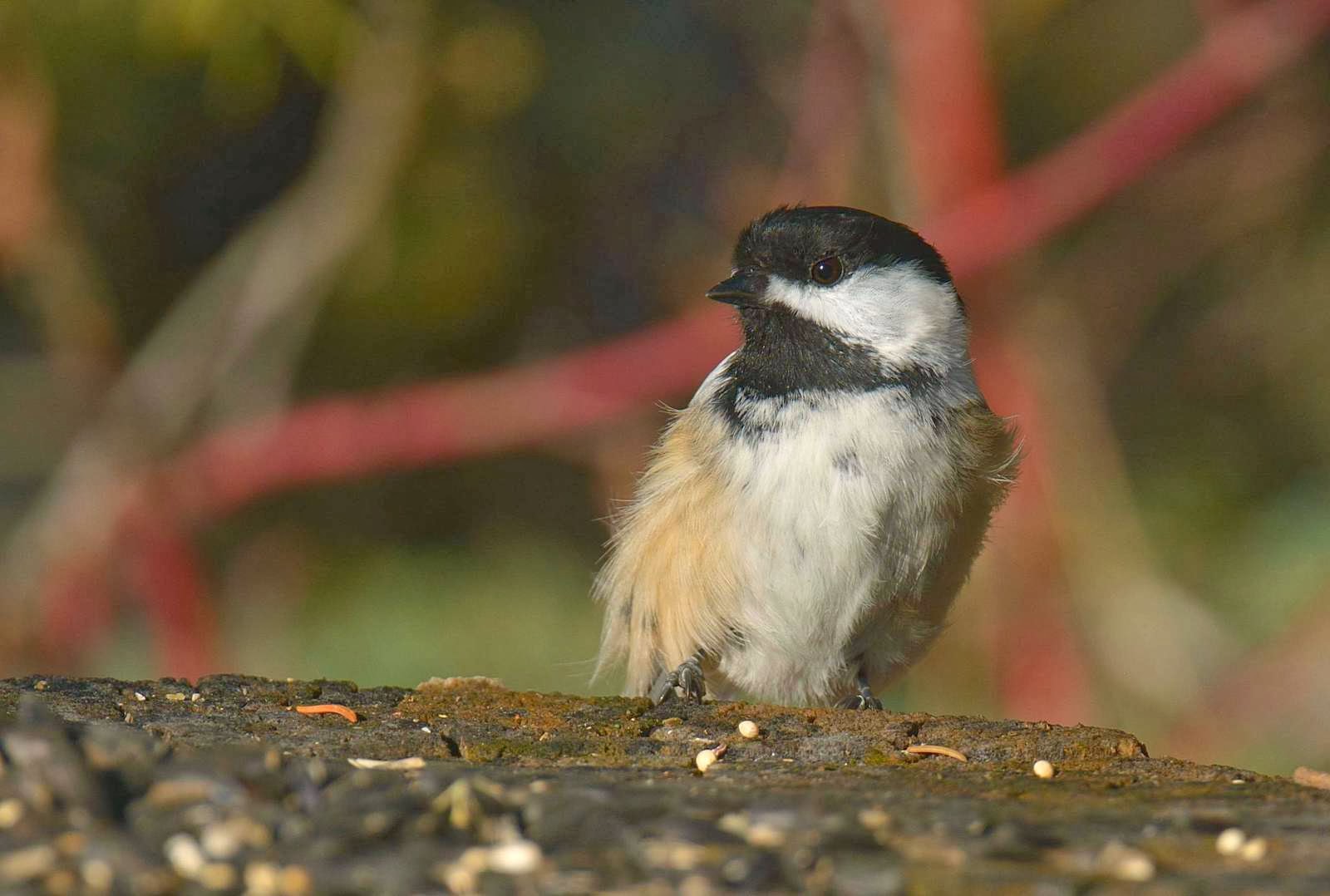 Turbo's Track and Photo Tour: Red Breasted Nuthatch, Chickadee, Coopers ...