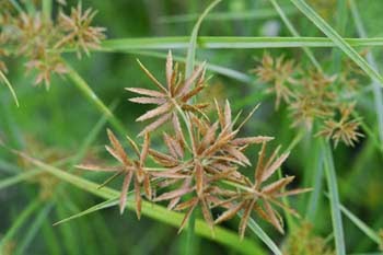 Flora de Puerto Rico Ilustrada Papo Vives: CYPERUS PYCREUS CYPEREUS ...