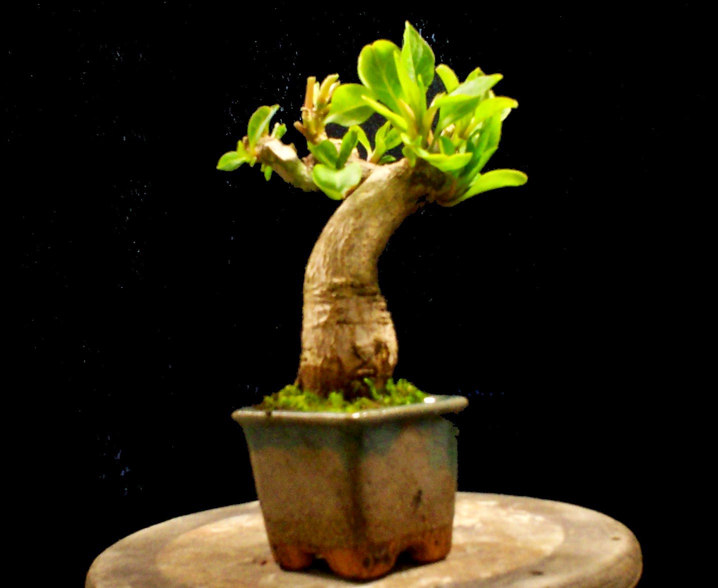 BonsaiBaires: EL OMBU (Phytolacca dioica)