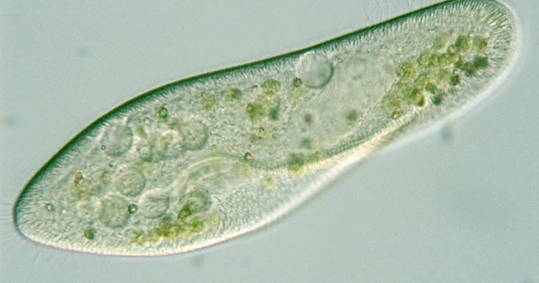Deskripsi, Reproduksi dan Contoh Protista Mirip Hewan Sub Bab Ciliata ...