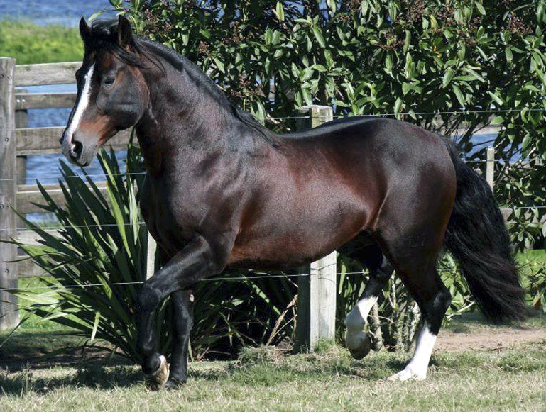 El Caballo Criollo - Pelajes - Cromohipología de la Raza Criolla