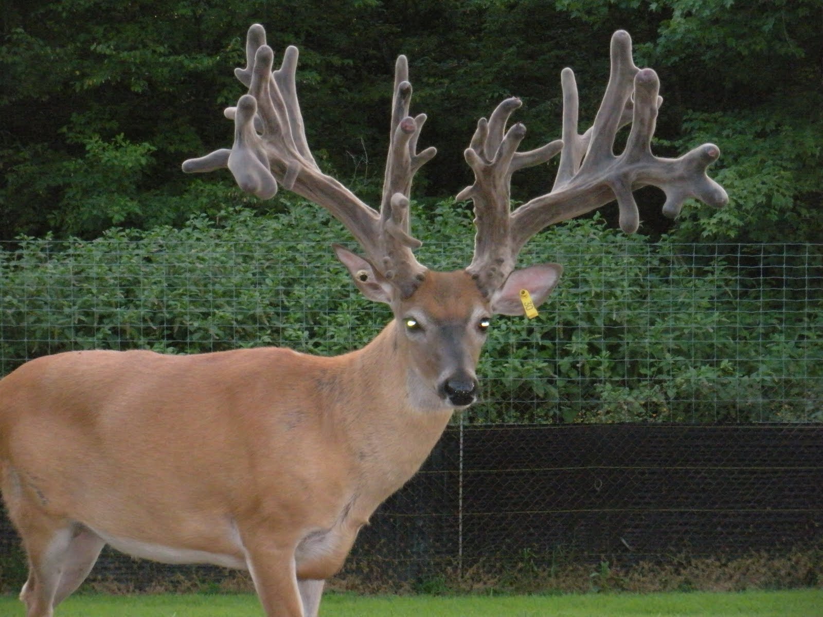 Valley View Velvet Whitetails: Country Artist Zach Paxson and Abendigo ...
