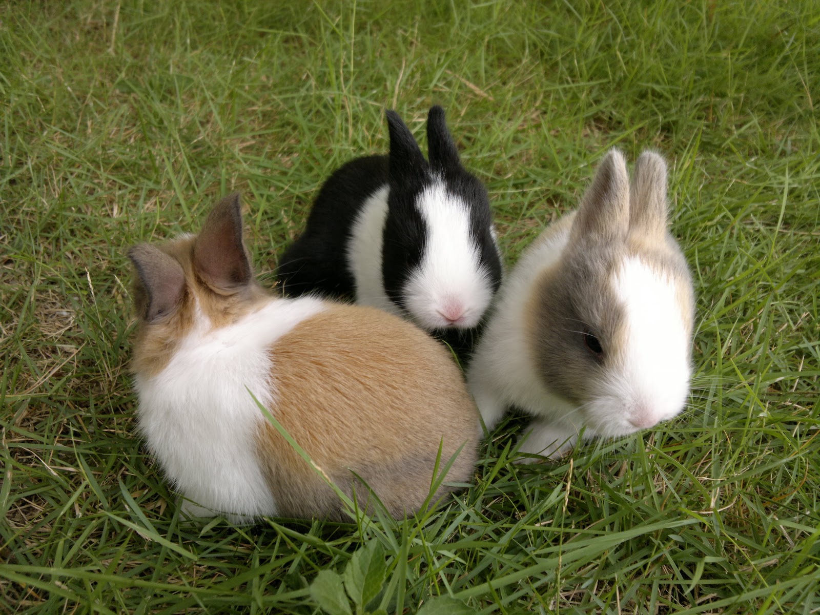 Tropical Park Rabbitry: Kenapa Arnab?