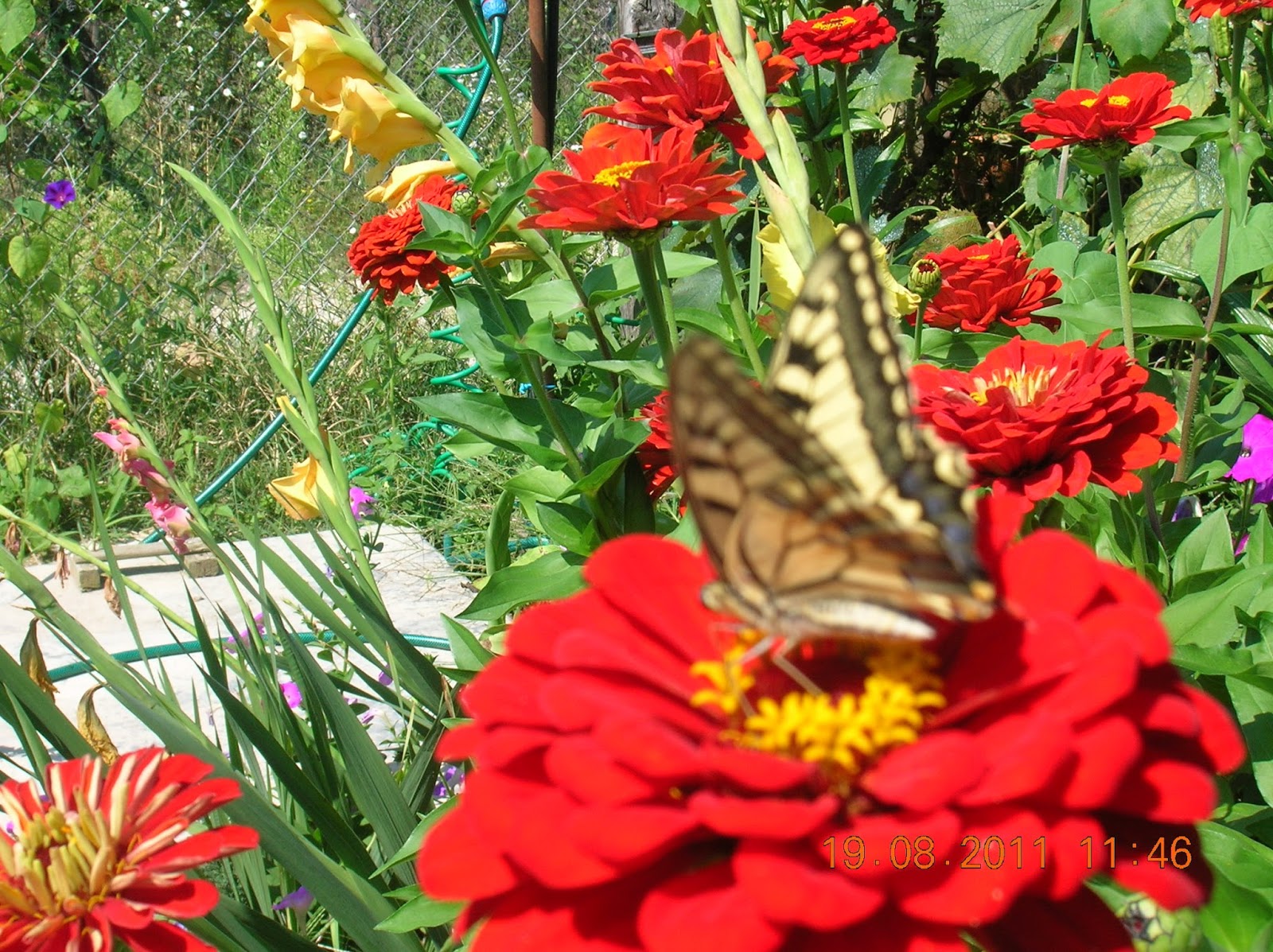 Gradinarit anotimp cu anotimp: Calendarul lunii August