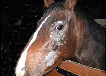 Horse Life and Love: All About ... Ringworm