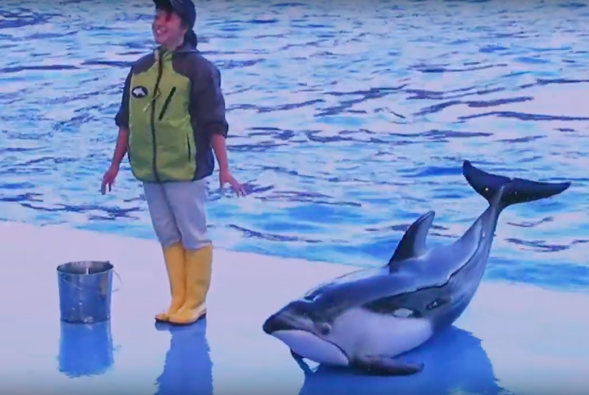 Miss HappyFeet: A Visit to the Port of Nagoya Public Aquarium: Is it ...