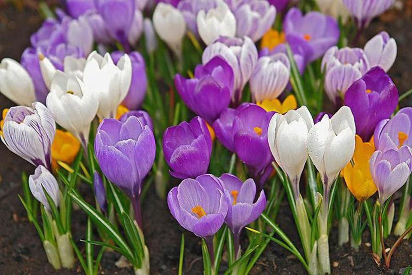 Best time to grow crocuses Best time to grow crocuses