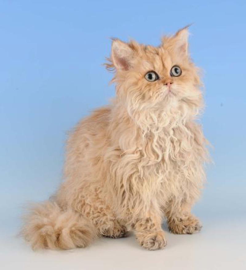 Selkirk Rex Cat Photos