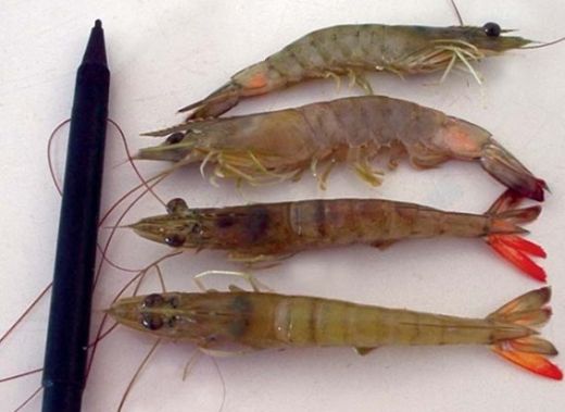 IMNV (Infectious Mionecrosis Virus) on white shrimp (Penaeus Vannamei ...