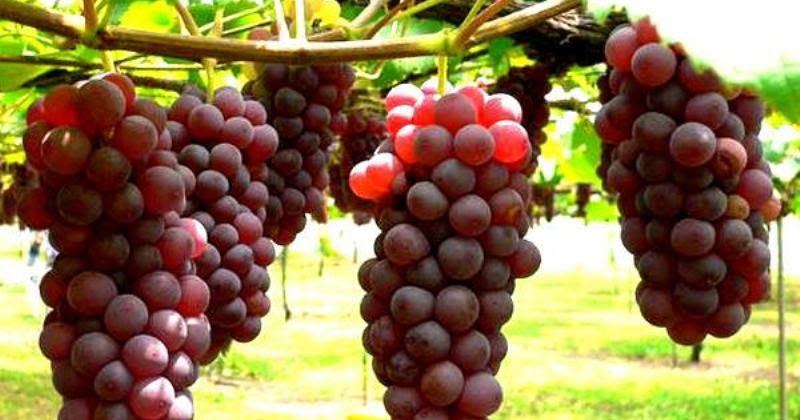 Populer 38+ Buah Anggur