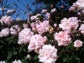 Flower Power: A Spring Day at the Office