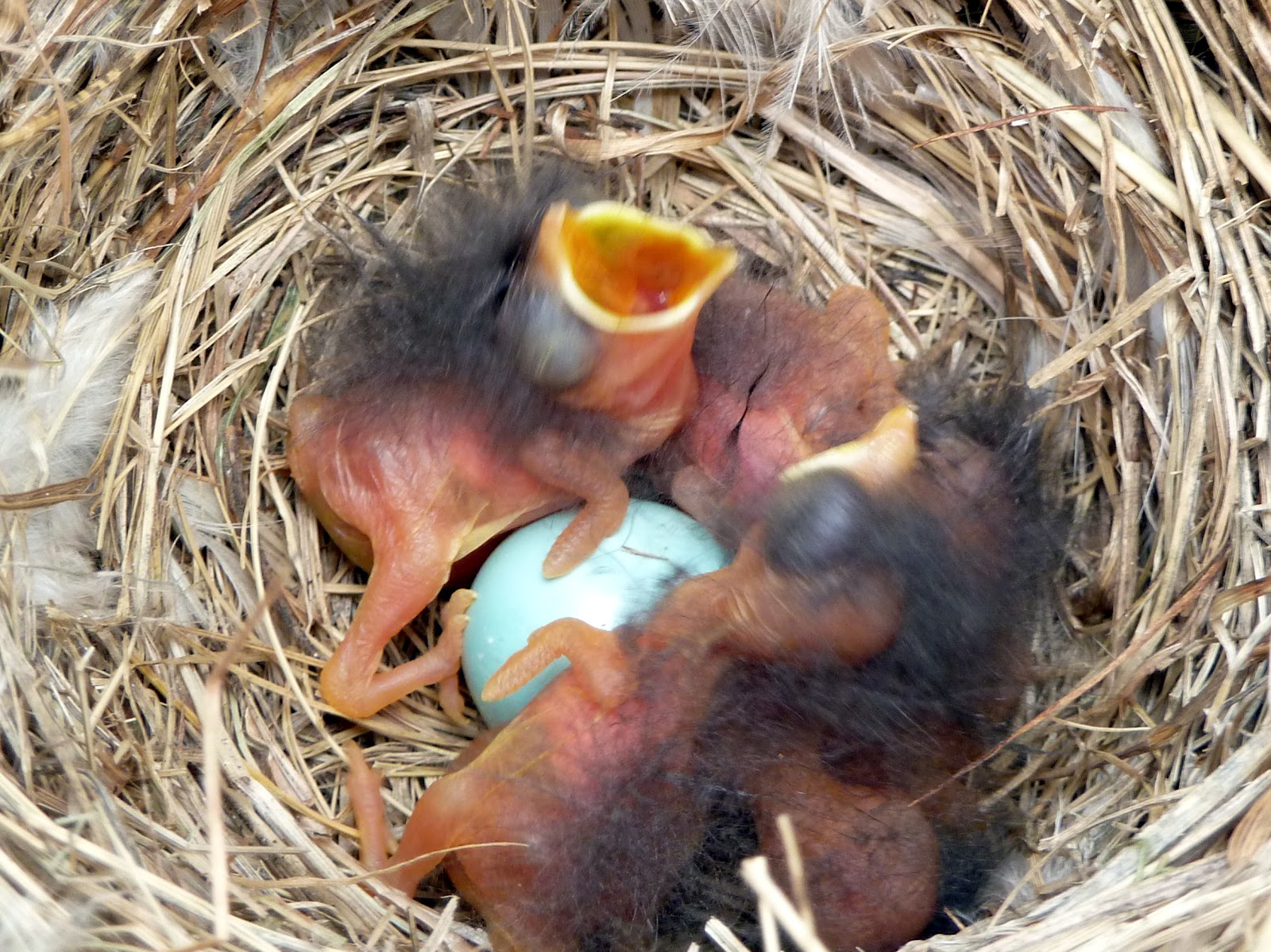 Penelopedia: Nature and Garden in Southern Minnesota: Bluebird Trail ...