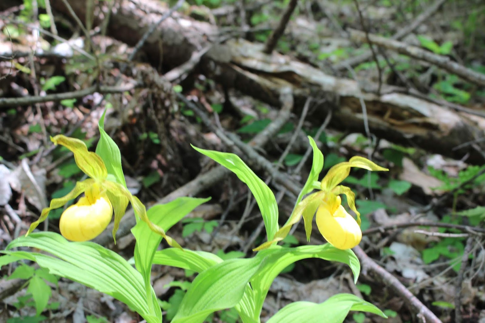 Cumberland Gal: Yellow Lady Slipper Hike 2019