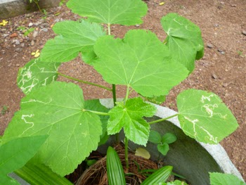 Ladies Fingers -Bandakka | SL Flora