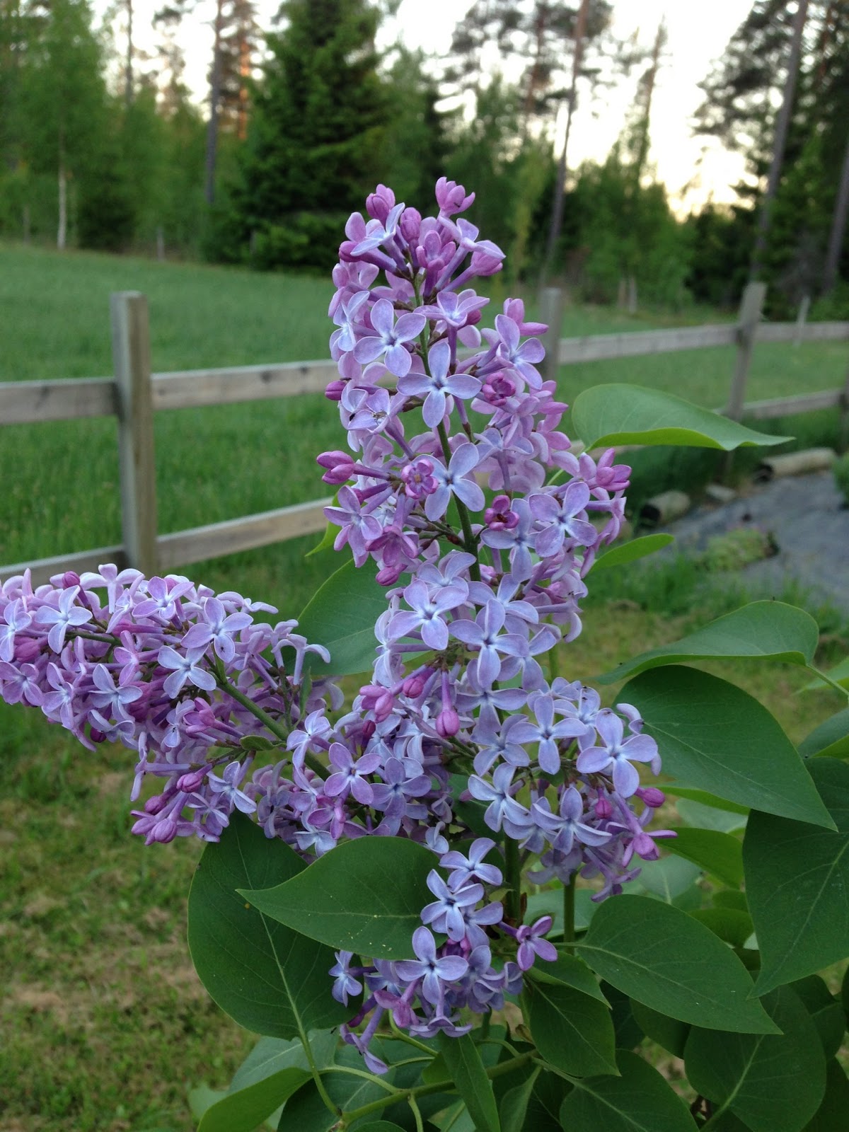 Gården vid sjön: Försommar juni!