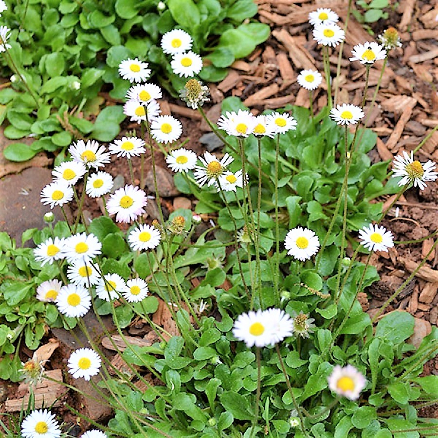 Colonial & Early American Gardens: Plants in Early American Gardens ...