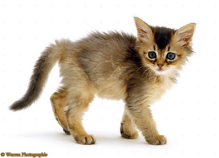 Cute&Cool Pets 4U: Abyssinian Cat Pictures