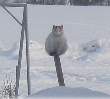 Pole Cat | Funny Cat Pictures