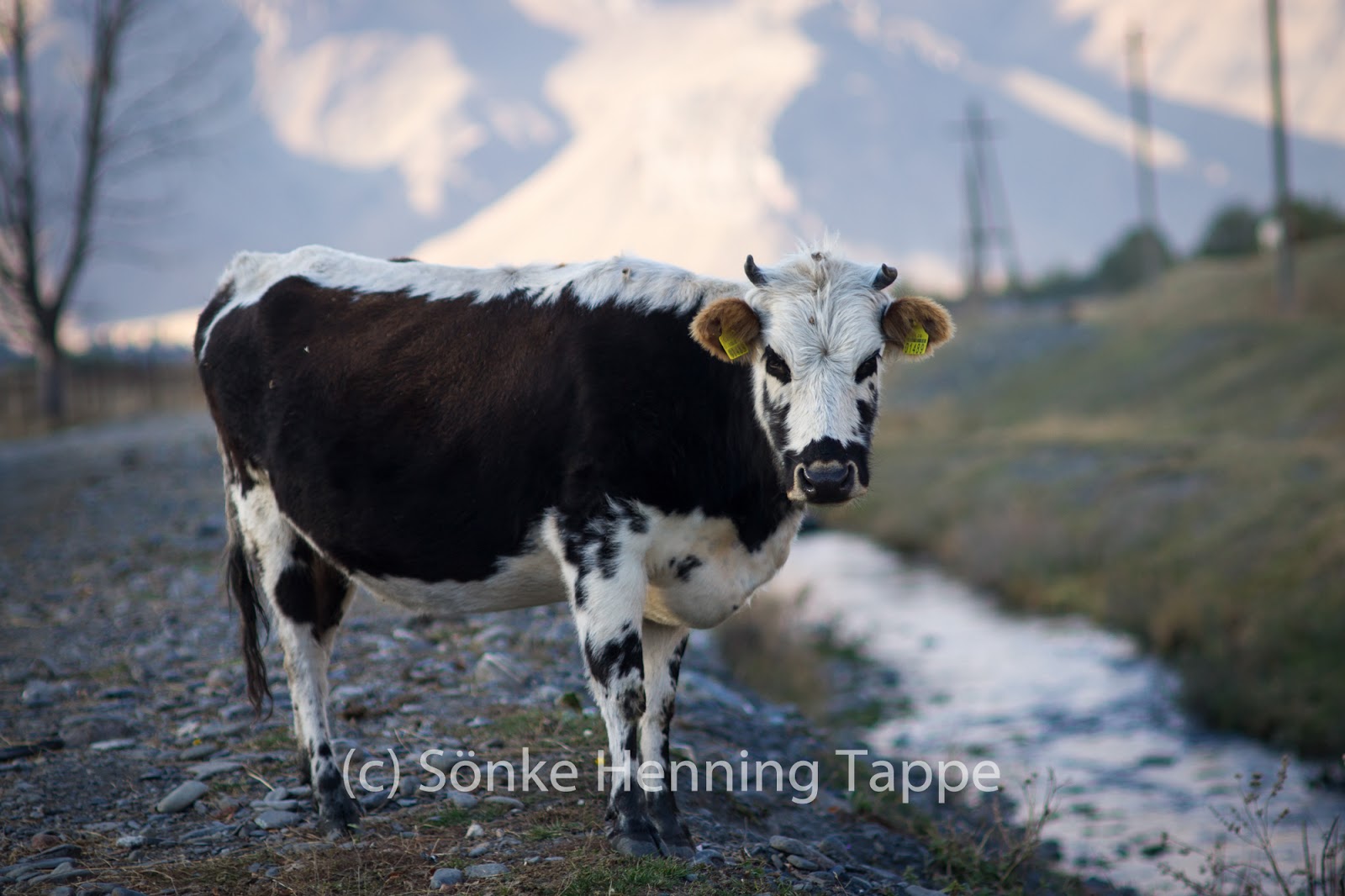 My favorite pictures of animals in the Caucasus - Dyxum - Page 3