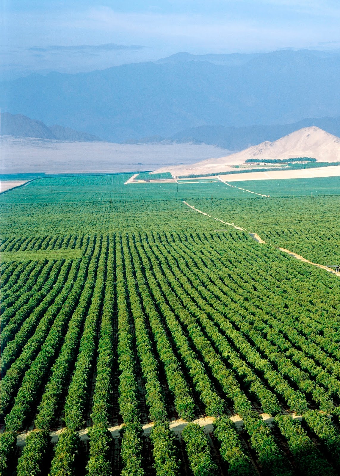 MoinMoje: Avocados aus Peru im Nil