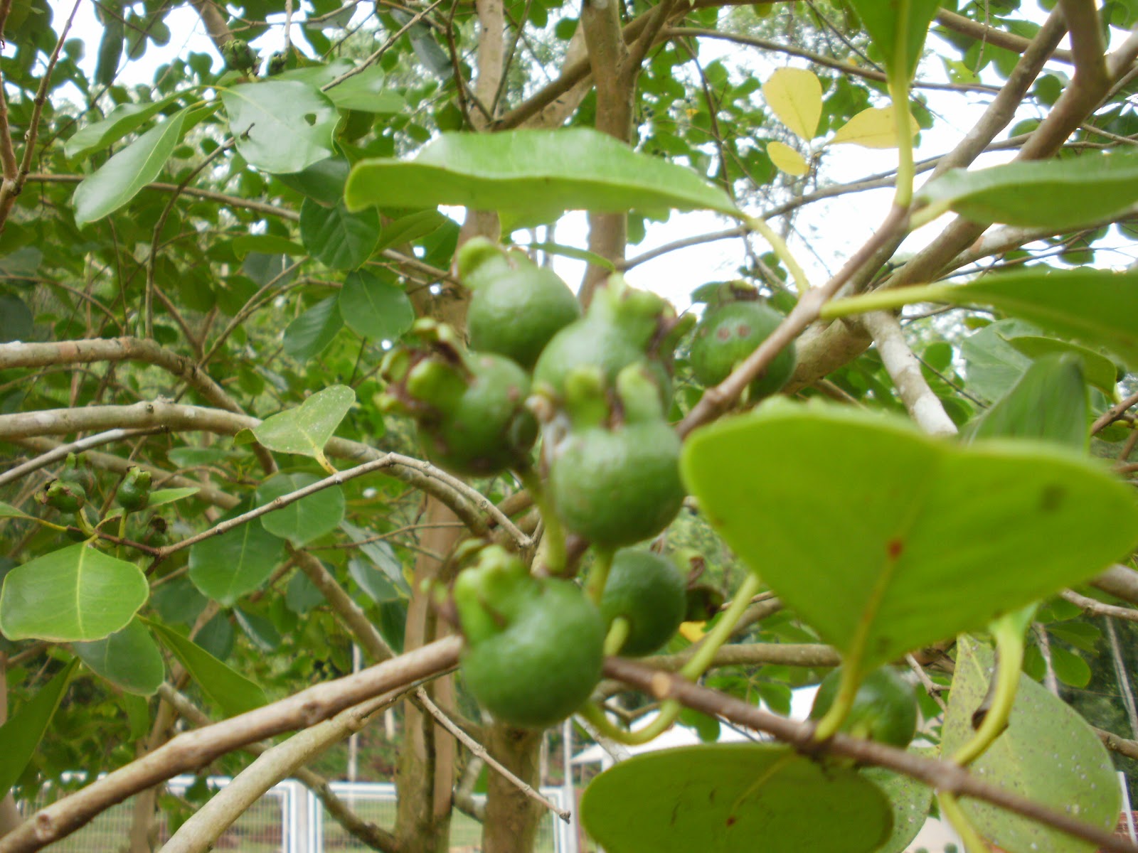 Vivendo a vida: ARAÇAS