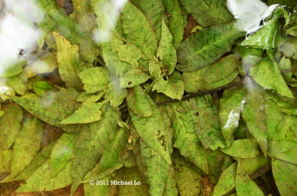 The rainforests of Borneo & Southeast Asia: Cryptocoryne auriculata ...
