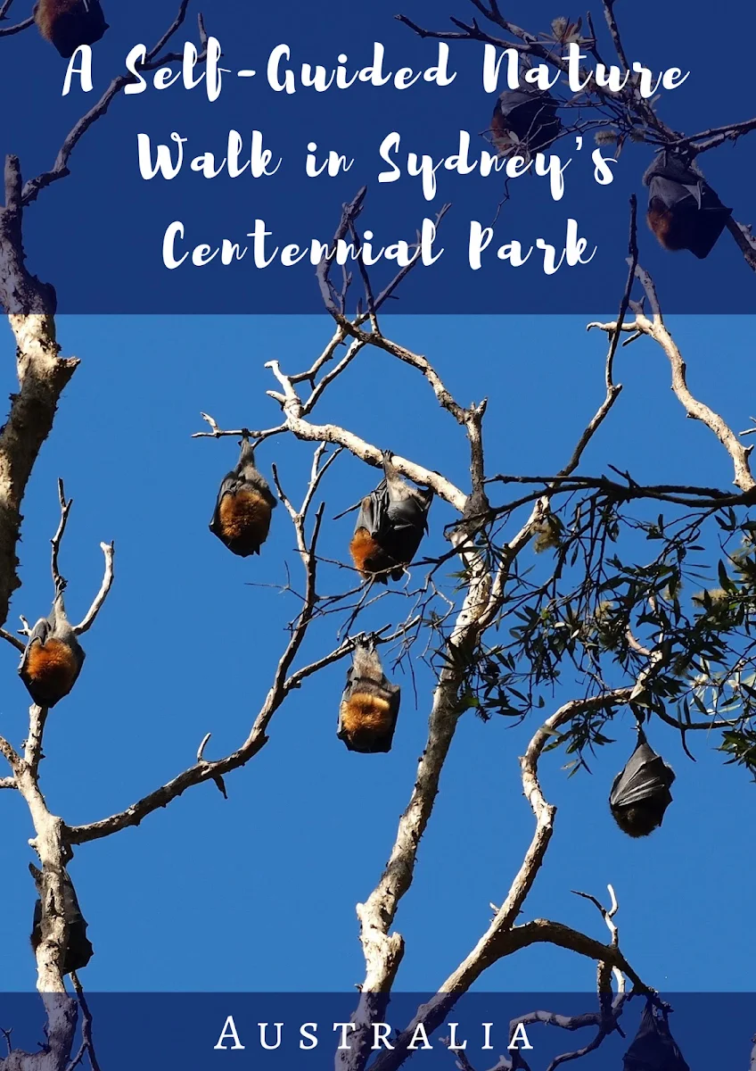 How to See The Best of Centennial Park Sydney on Your Own | Sidewalk ...