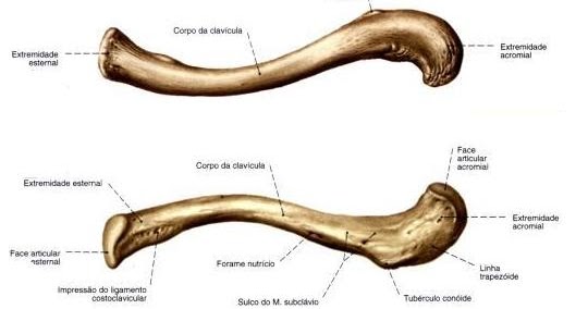 OSTEOLOGíA DE MIEMBRO SUPERIOR: CLAVÍCULA