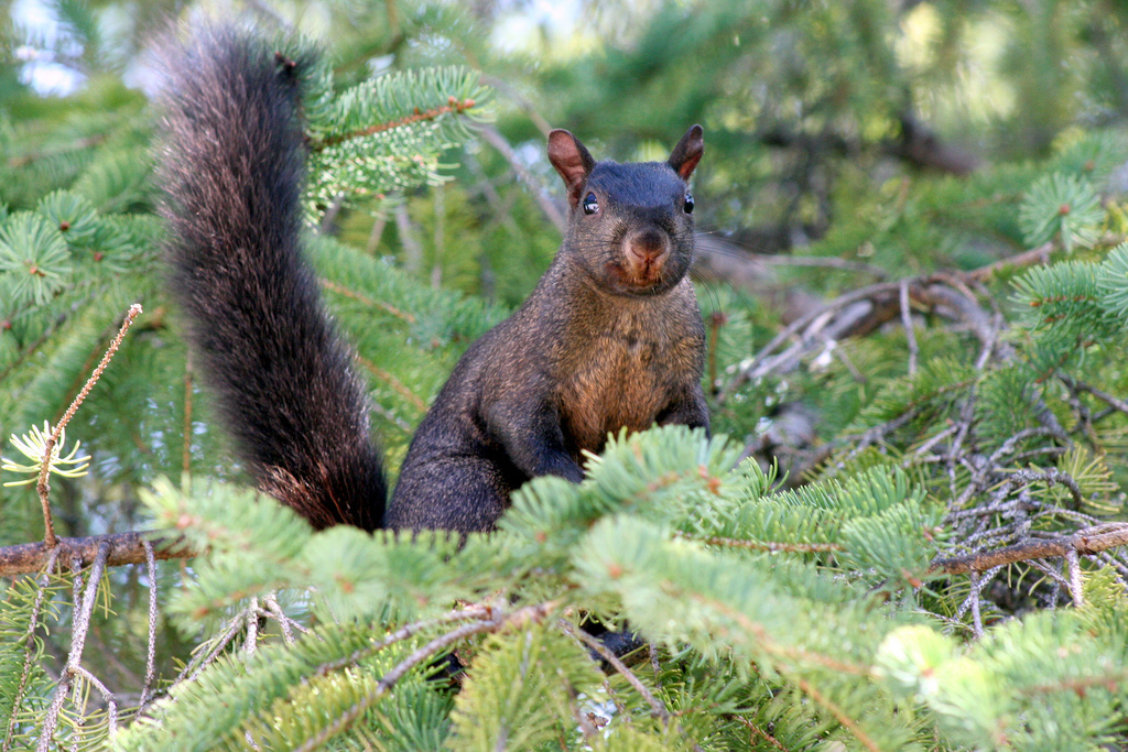 Environment, Law, and History: Squirrels, bears, and treaties