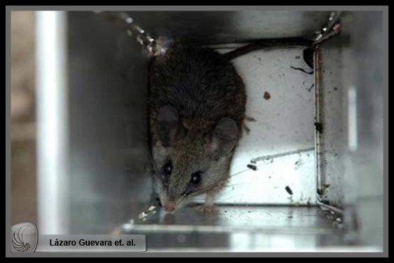 Beszamel i spółka bez ograniczeń: Rodzaj Peromyscus - grupa truei ...