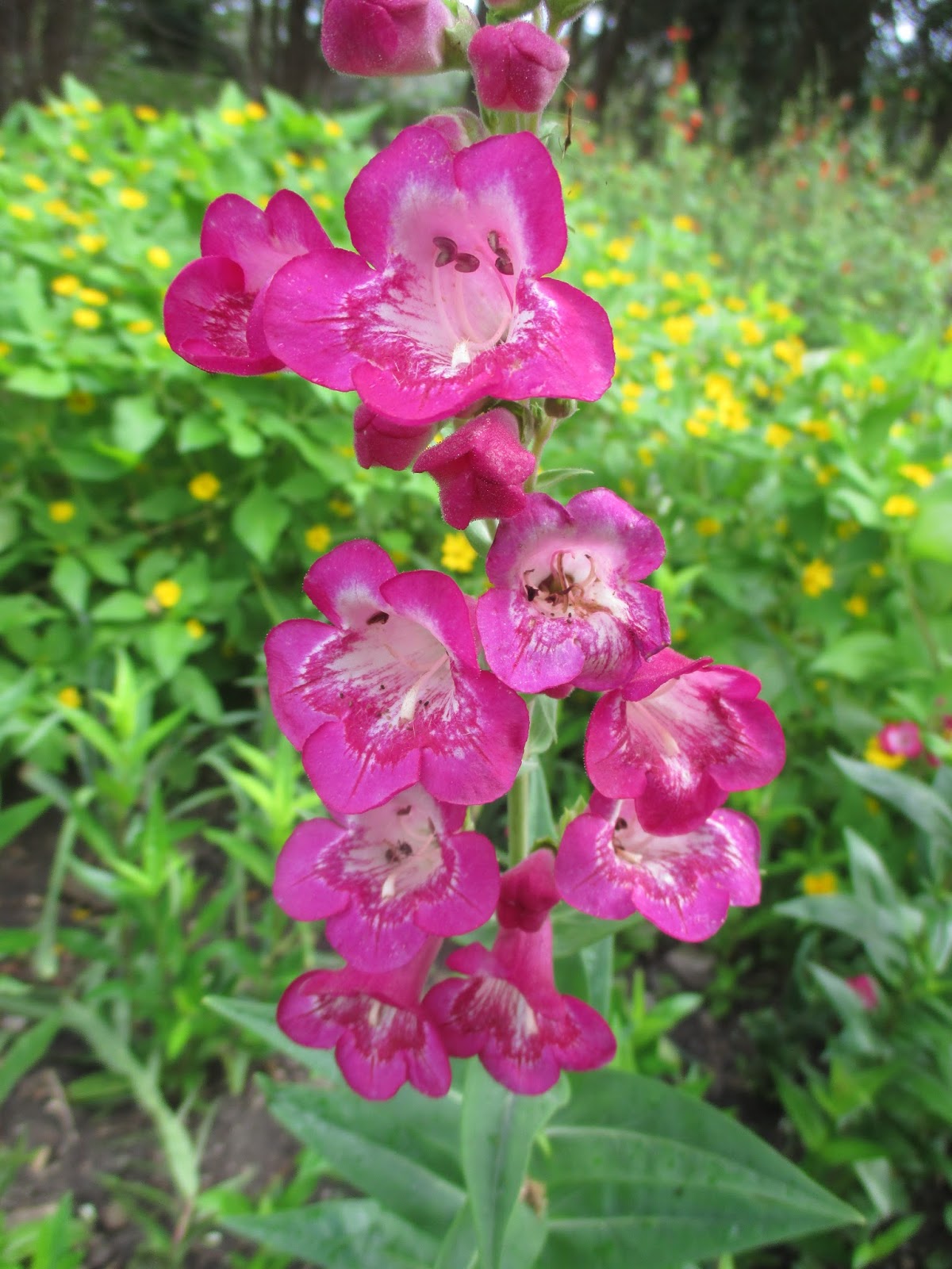 Rotary Botanical Gardens - Hort Blog: Penstemon for Hummingbirds!