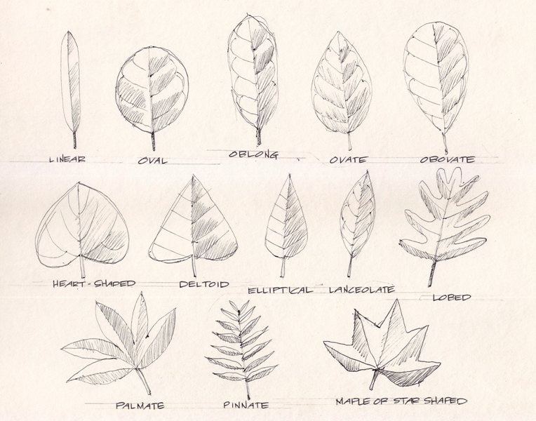 OUR PHILIPPINE TREES: Tree and Leaf Shape 101
