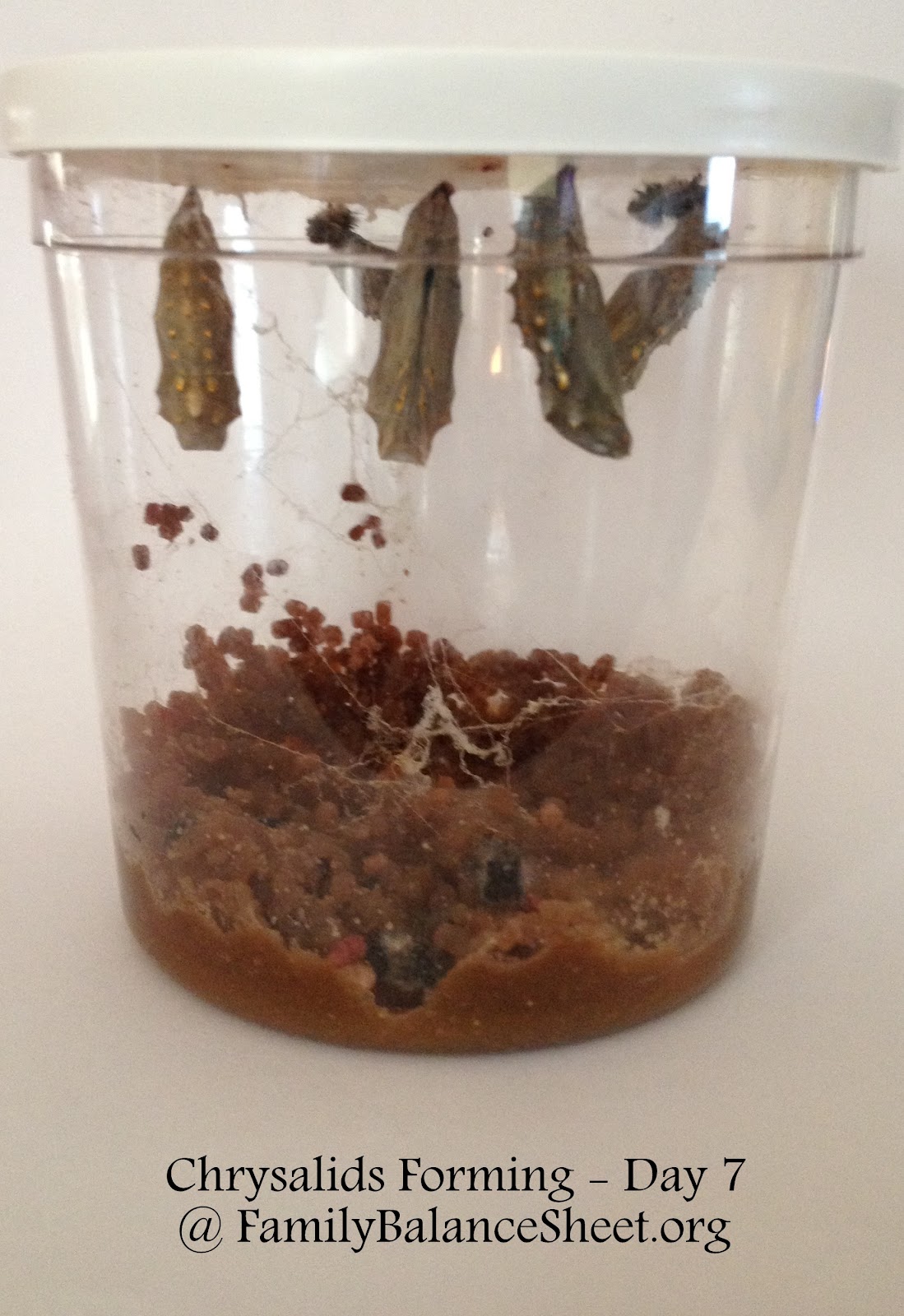 Live Butterfly Garden - Family Balance Sheet