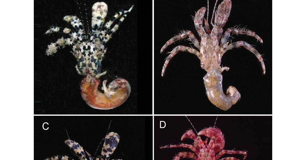 Species New to Science: [Crustacea • 2014] New Records and New Species ...