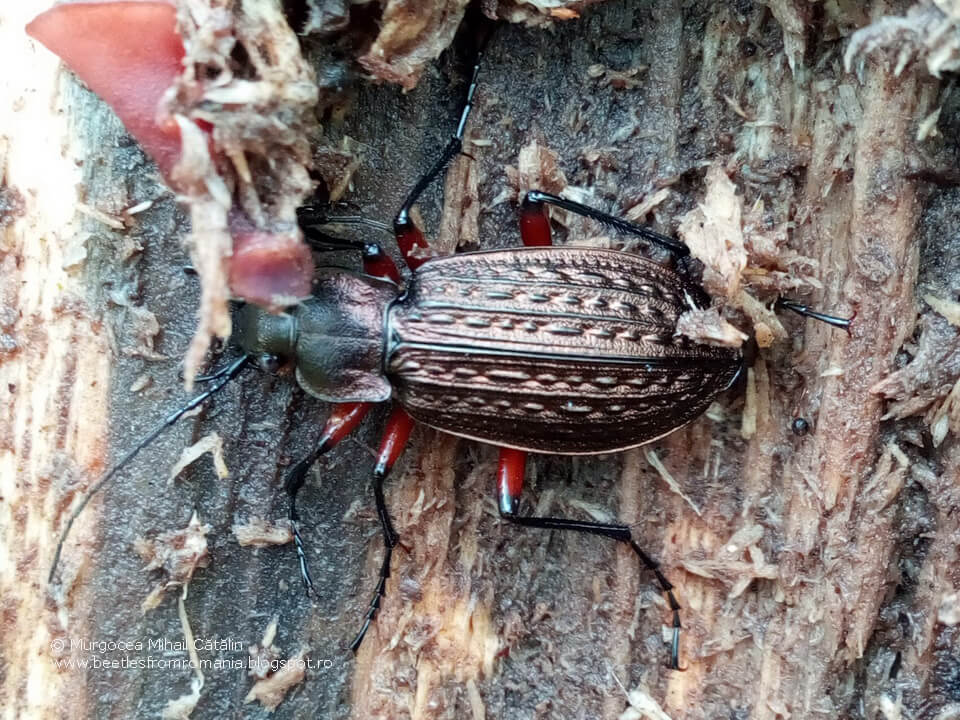 Beetles from Romania: Carabus (Carabus) granulatus