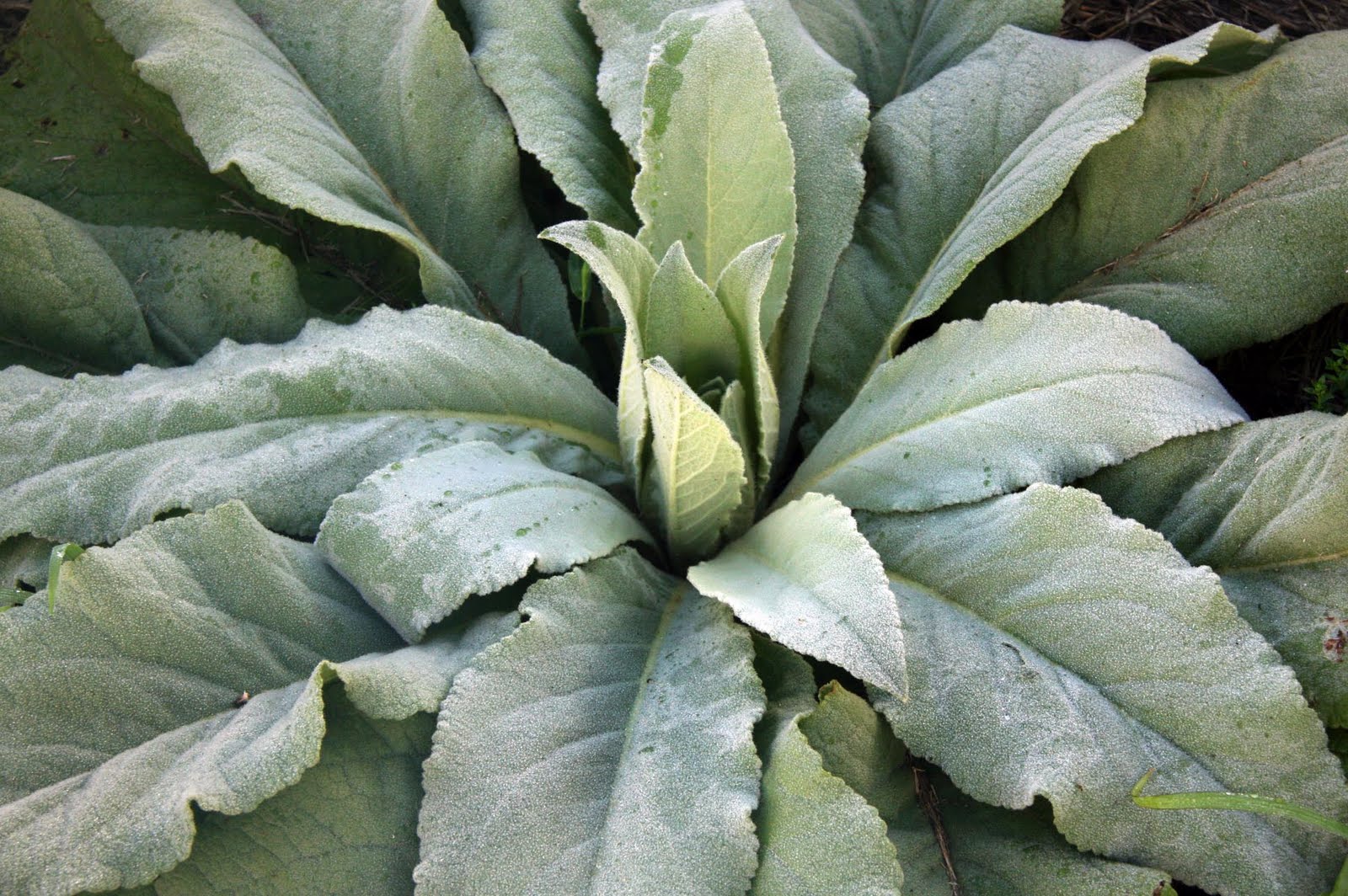The Creamer Chronicles: All about mullein