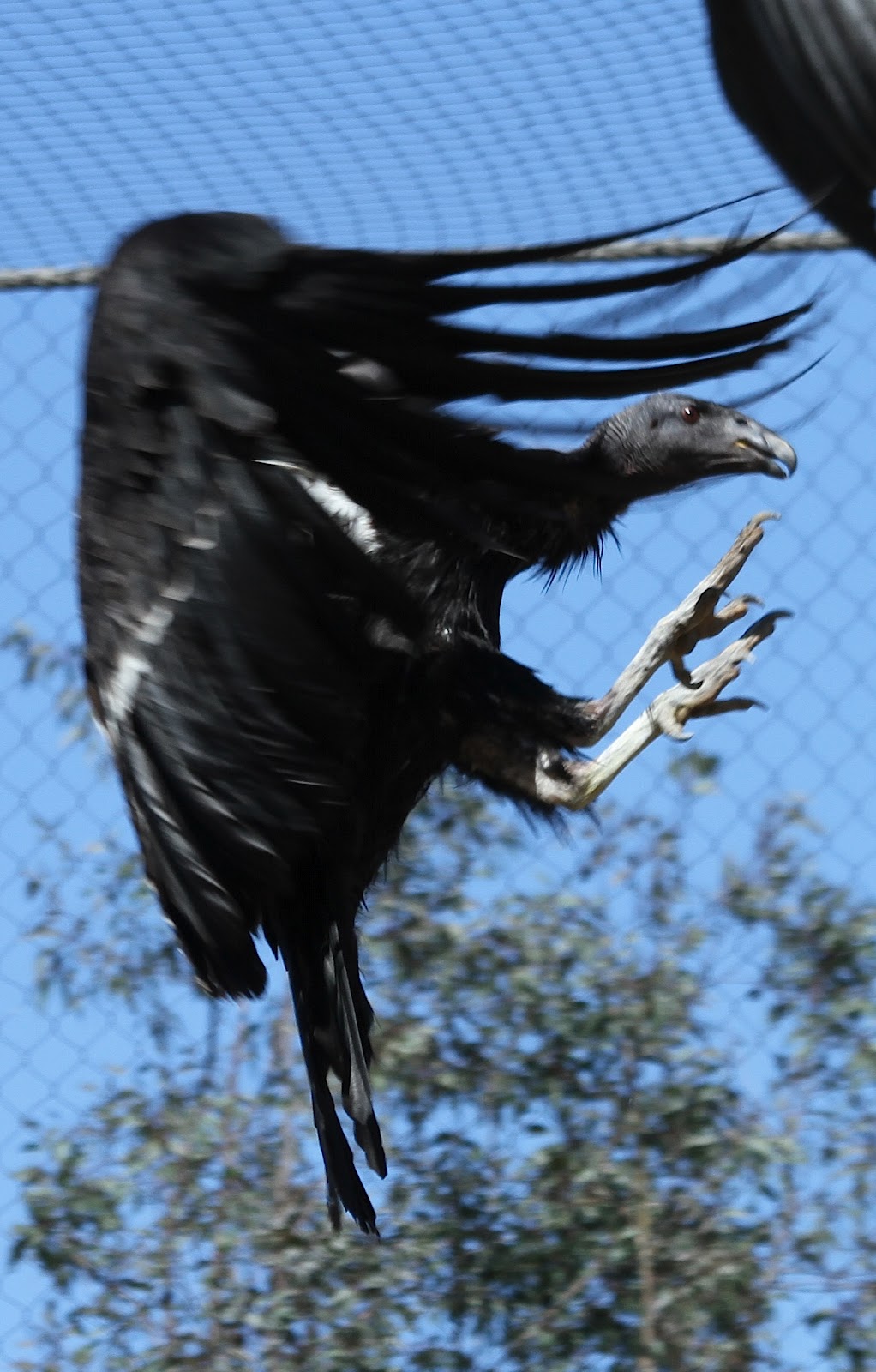Feathers and Figments: Flight of the Condor