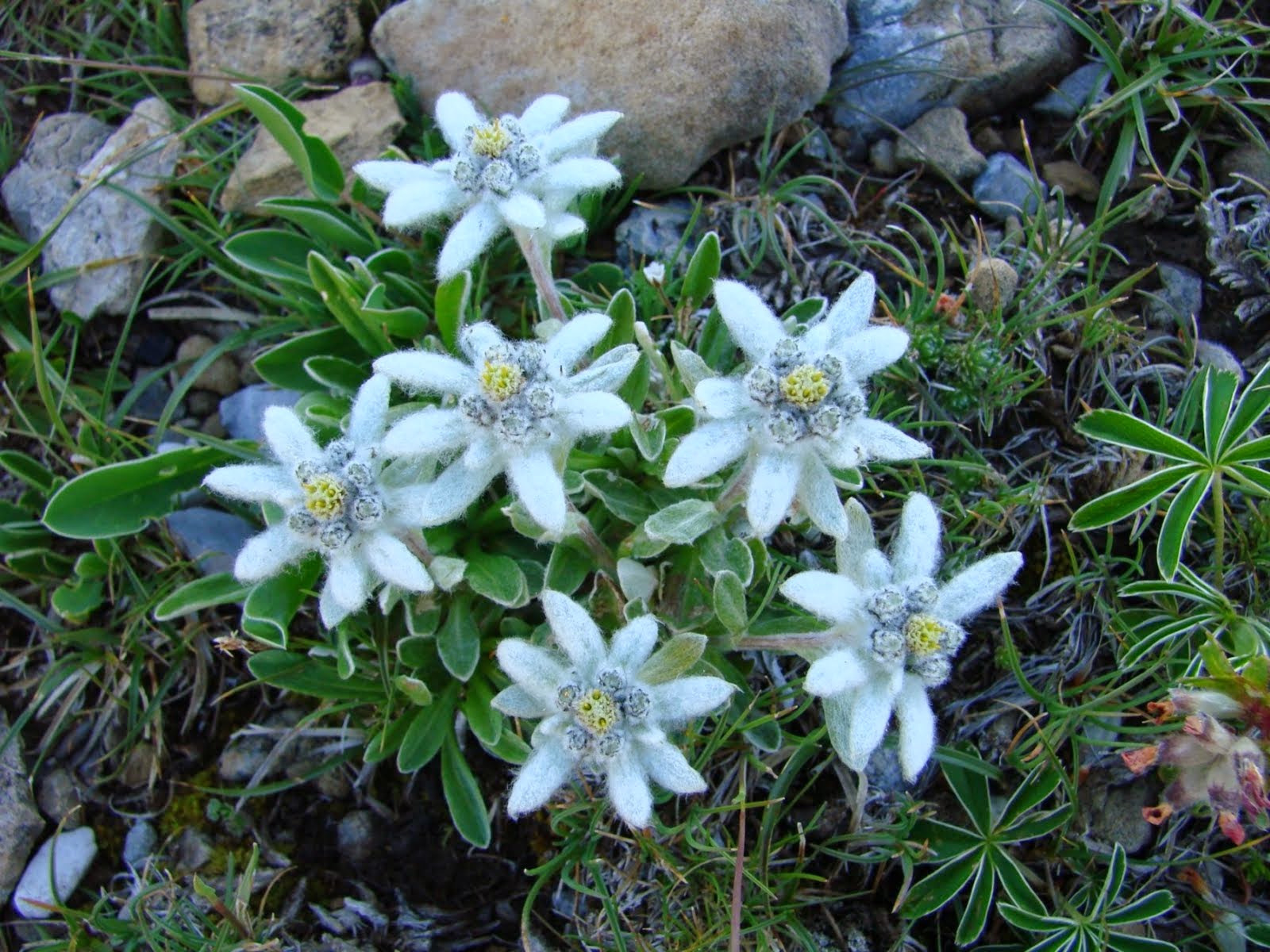 Piruja: La flor de Edelweiss. ( Leyenda )