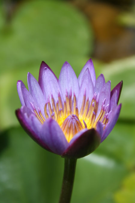 Jual Bunga Lotus ~ Tio Floris't Decoration