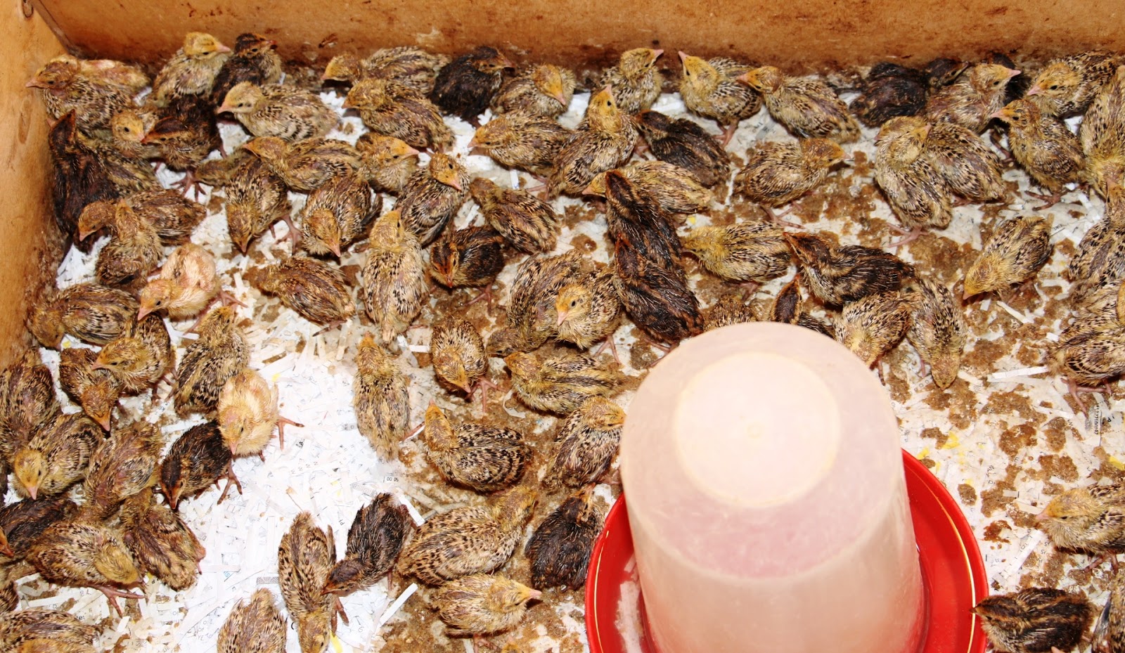 Agric Diaries: Quail farming, an emerging poultry sub sector