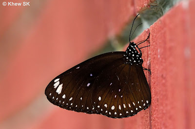 Butterflies of Singapore: Rhopalocera Singaporeana
