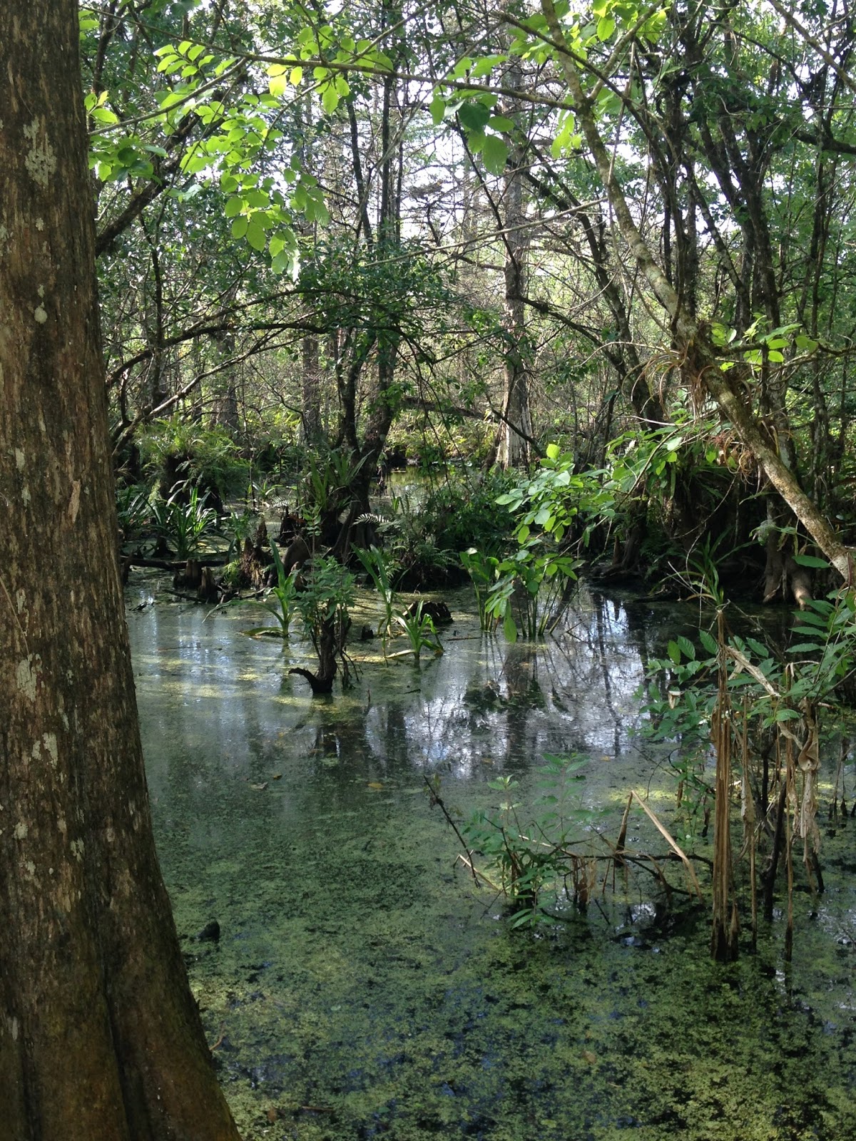 Chinese Takeout: Day 906 The ABC's of the Swamp